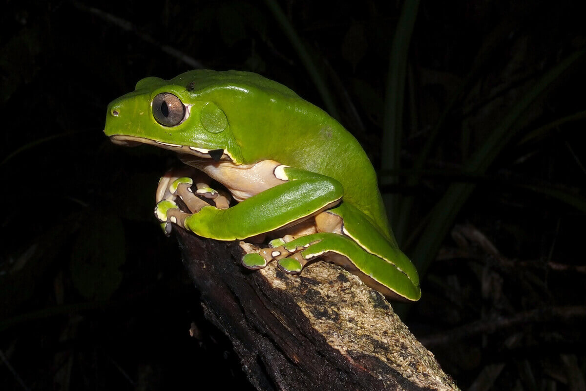 Monkey Frogs: Habitat and Characteristics - My Animals