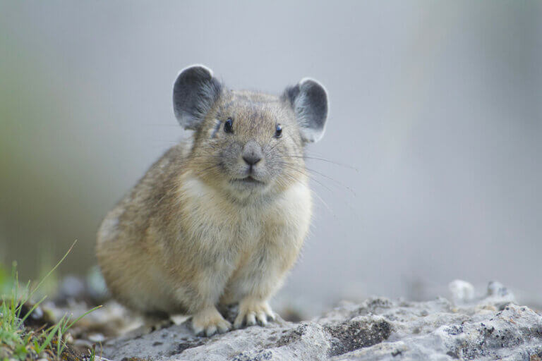 Pikas or Whistle Rabbits: Habitat and Characteristics - My Animals