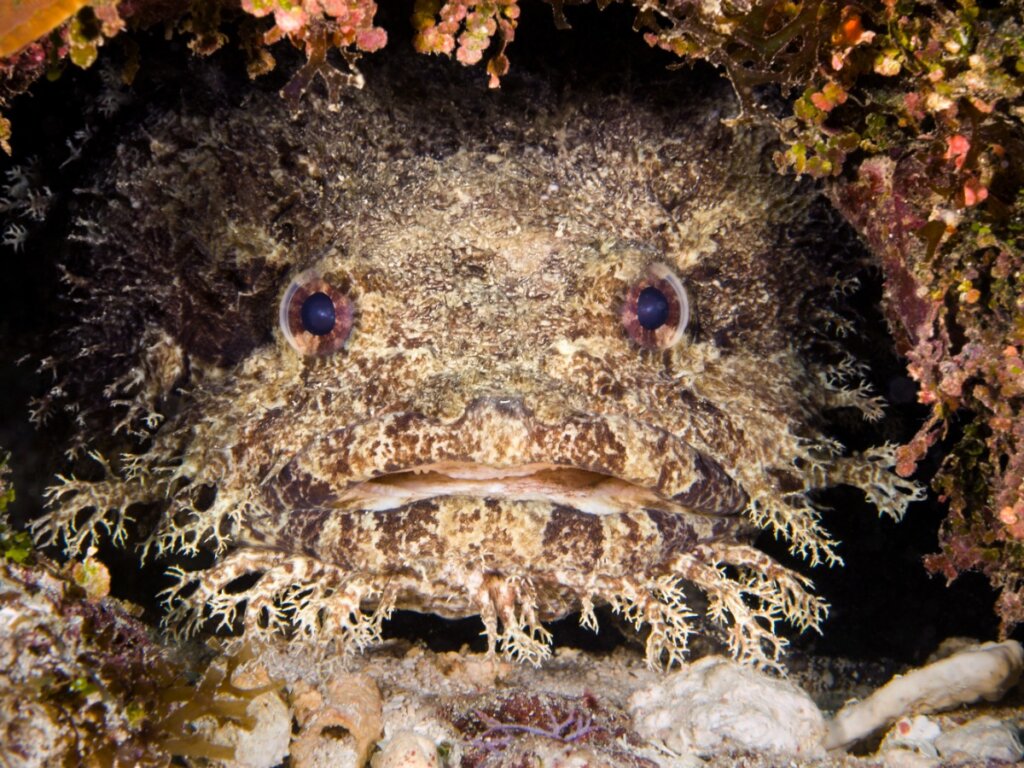 Toadfish: habitat and characteristics