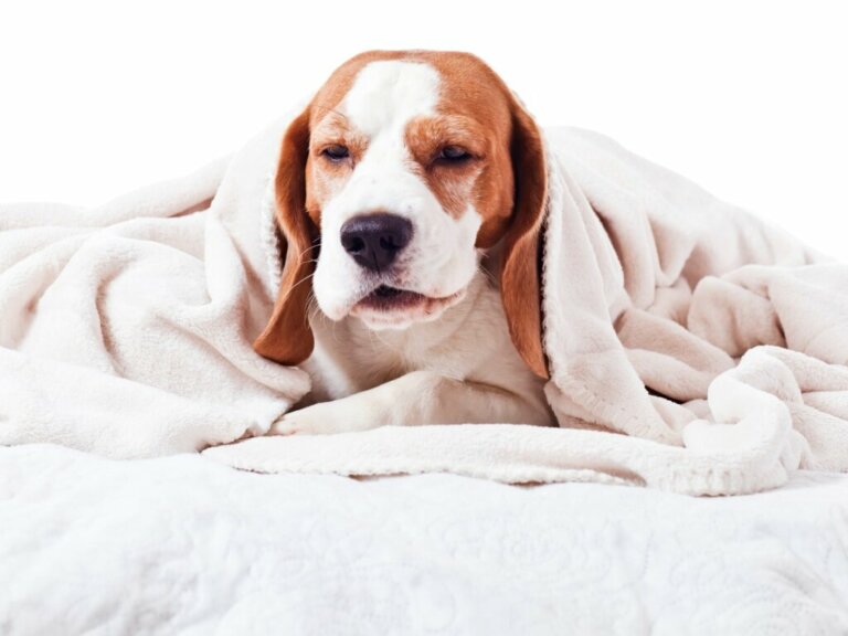 Pharyngitis in dogs: everything you need to know