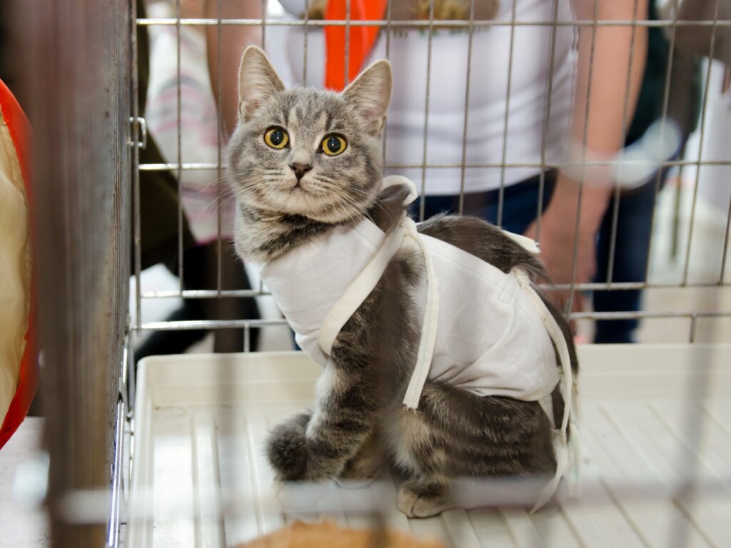 Caring for a sterilized cat