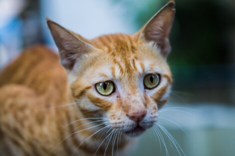 Anorexia in cats: everything you need to know