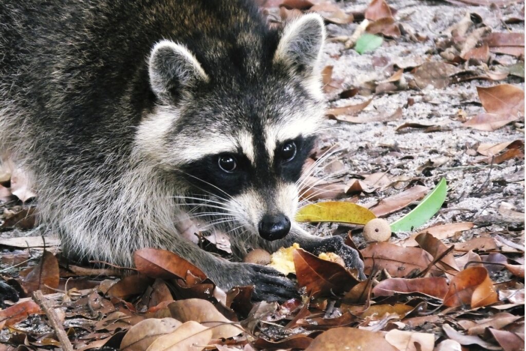 What Do Raccoons Eat