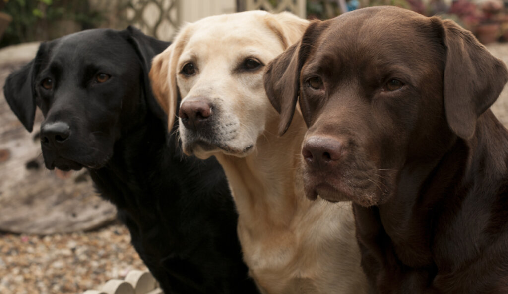 Meet 5 types of retrievers and their characteristics