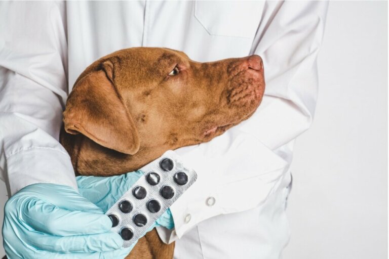 Dexamethasone for dogs: uses and side effects