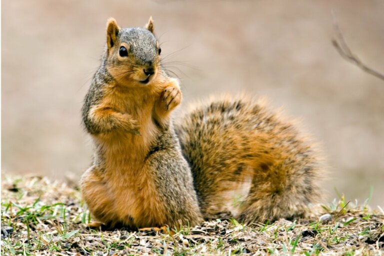 Fox squirrel: habitat and characteristics