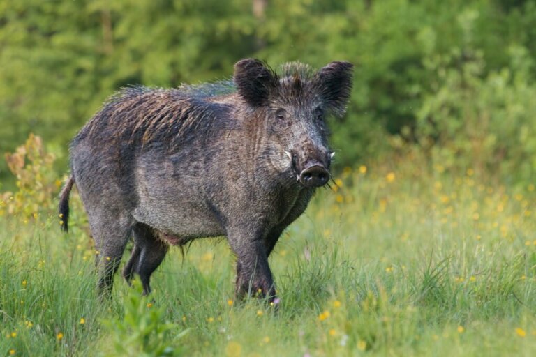 What do wild boars eat?