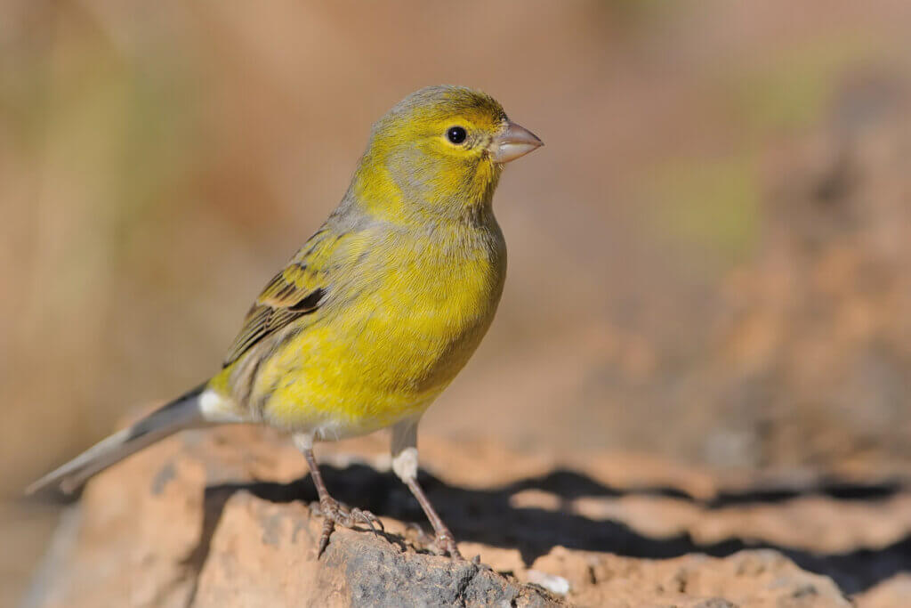 The Behavior of Canaries
