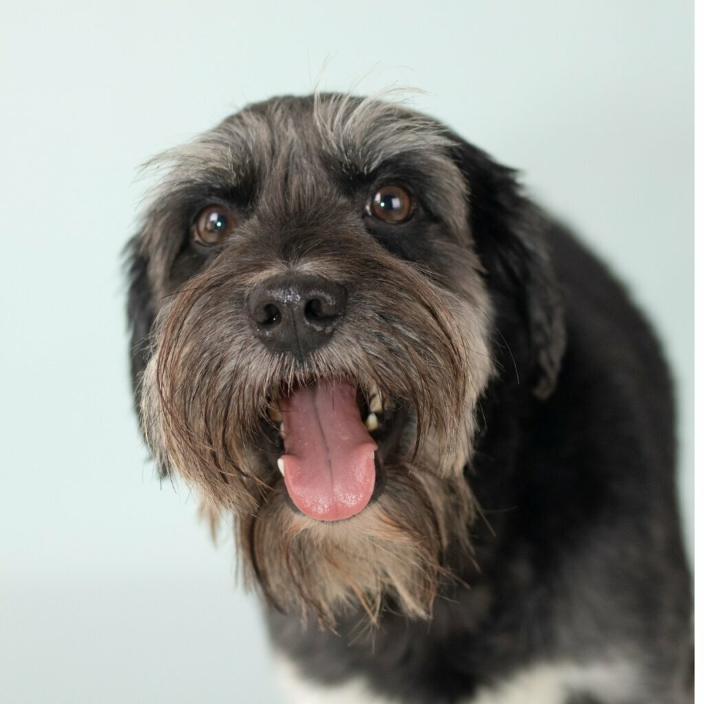 The Schnocker: all about this breed