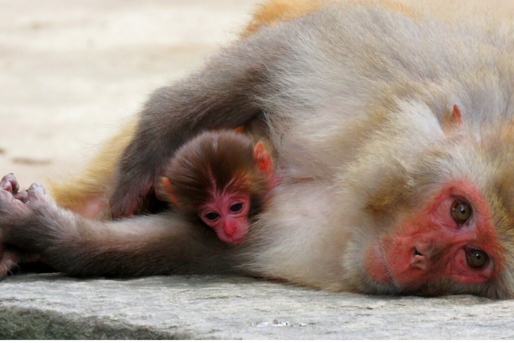 Differences between viviparous animals and mammals