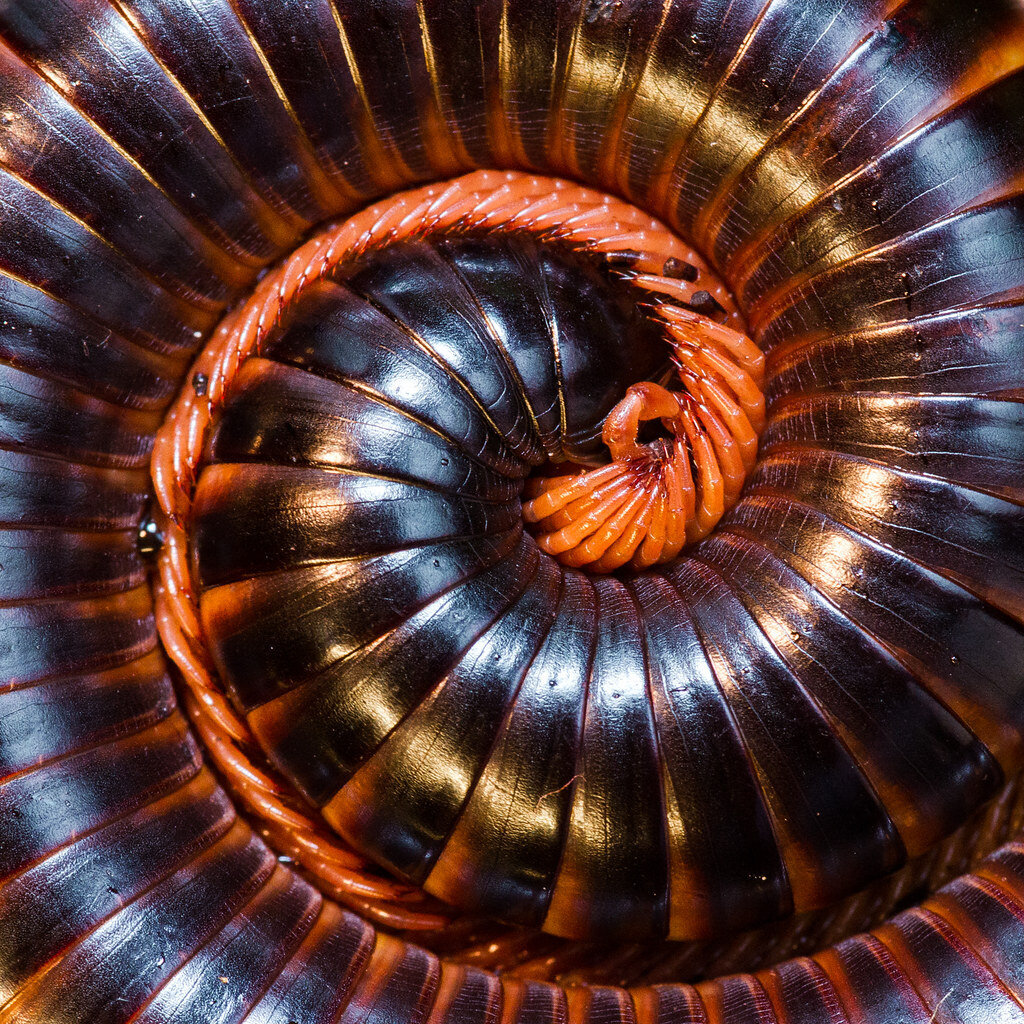 Robust Dog Breeds For Fans of Large Pets - My Animals