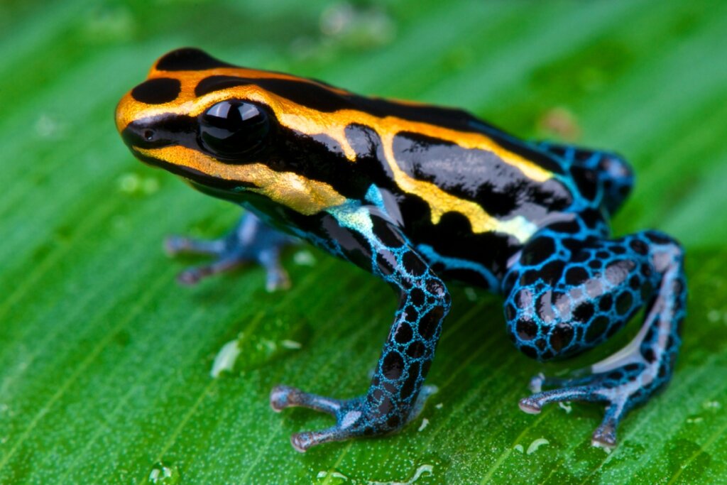 The 12 most beautiful animals in Ecuador
