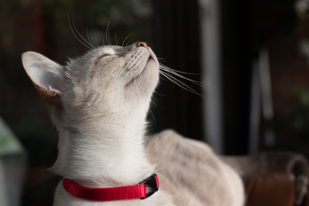 Curiosities you didn't know about a cat's sense of smell