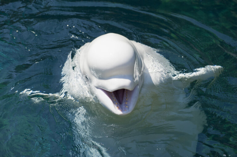 Beluga whale: characteristics, habitat and behavior